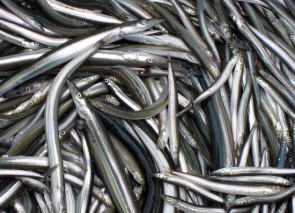 Bream Fish - What's Red Bream & How to Catch It | BadAngling