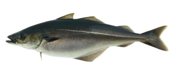 What Is Coalfish & How to Catch Coalfish | BadAngling