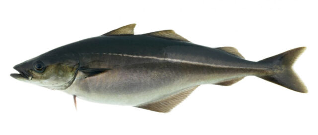 What Is Coalfish & How to Catch Coalfish | BadAngling