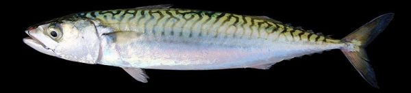 What Is Mackerel - How to Catch Mackerel | BadAngling