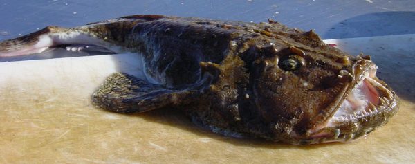 What Is Monkfish & How to Catch Monkfish | BadAngling