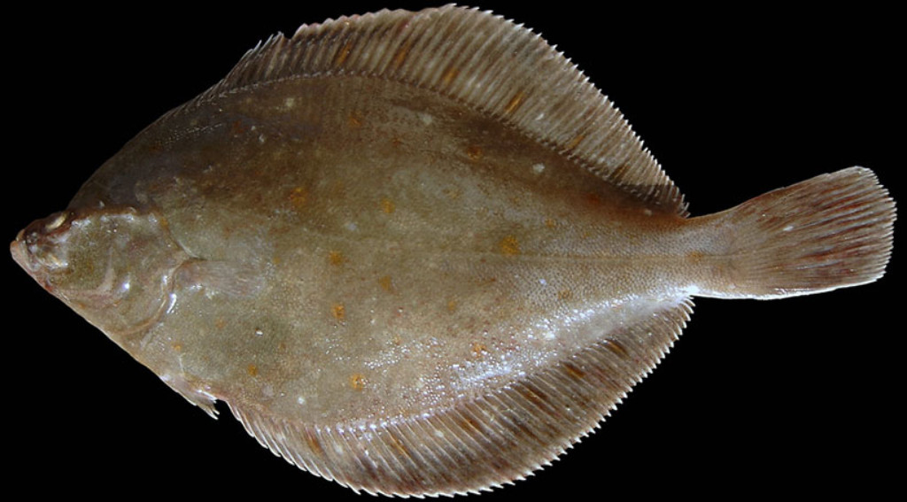 What Is Plaice How To Catch Plaice BadAngling