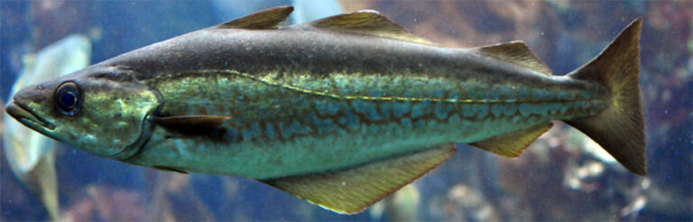 What Is Pollack Fish & How to Catch It | BadAngling