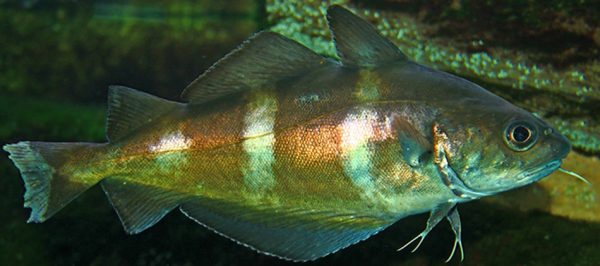 What Is Pouting and How to Catch It | BadAngling