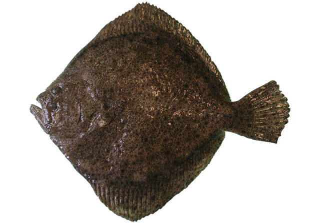 What Is Turbot Fish and How to Catch One | BadAngling