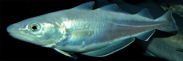 What Is Whiting Fish and How to Hook One | BadAngling