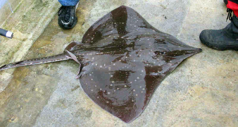 What Is Skate? Fish for Common Skate Like a Pro | BadAngling