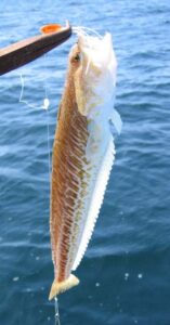 The Poisonous Weever Fish - What Is It? | BadAngling