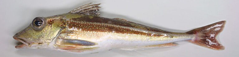 What Is the Gurnard Fish and How to Catch One | BadAngling