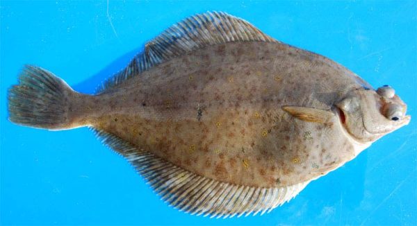 Fishing: What is a Dab & How to Catch One | BadAngling