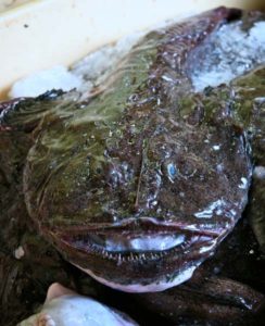 What Is Monkfish & How to Catch Monkfish | BadAngling