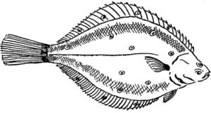 What Is Plaice & How to Catch Plaice | BadAngling