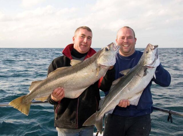 What Is Coalfish & How to Catch Coalfish | BadAngling