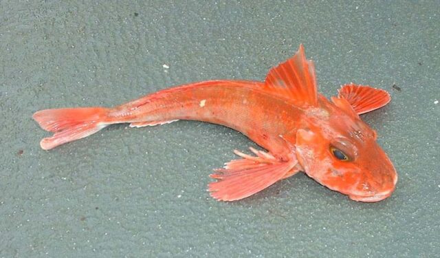 What Is the Gurnard Fish and How to Catch One | BadAngling