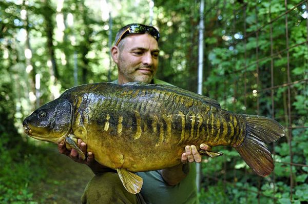 How to Catch Carp - A Basic Guide to Carp | BadAngling