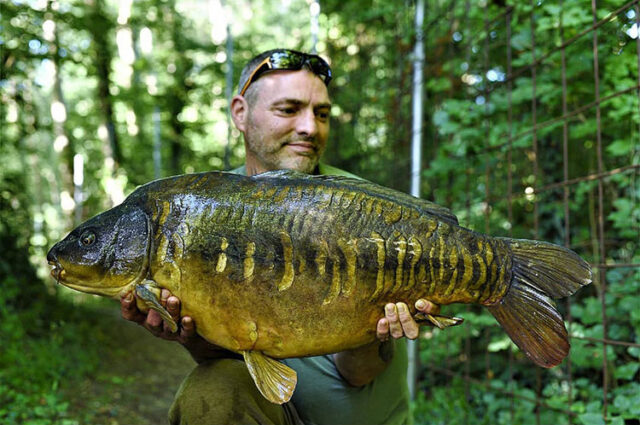 How to Catch Carp - A Basic Guide to Carp | BadAngling