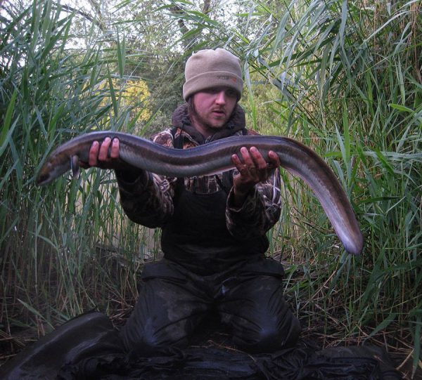 Eel Fish - How to Catch Eels - UK Guide | BadAngling