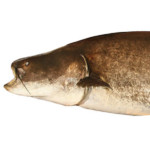 British Sea Fish Species Guide | BadAngling