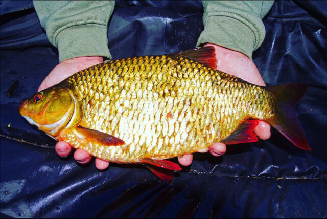 Rudd Fishing Guide - How to Catch a European Rudd | BadAngling