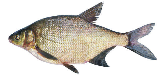 How to Catch Bream - Fishing Guide | BadAngling