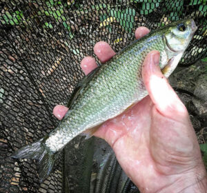 Dace Fishing - What Is a Dace Fish & Much More! | BadAngling