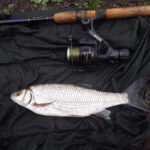 Dace Fishing - What Is a Dace Fish & Much More! | BadAngling