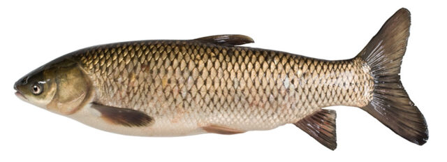 Grass Carp Guide - What Do Grass Carp Eat & More | BadAngling