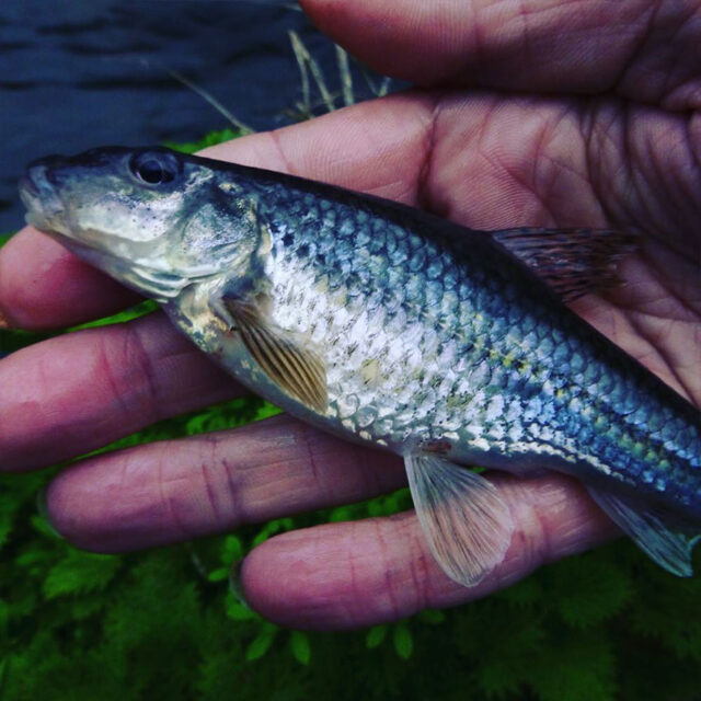 Gudgeon Fishing Guide - How to Catch Gudgeon | BadAngling