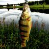 Perch Fishing Guide - Best Bait for Perch & More | BadAngling