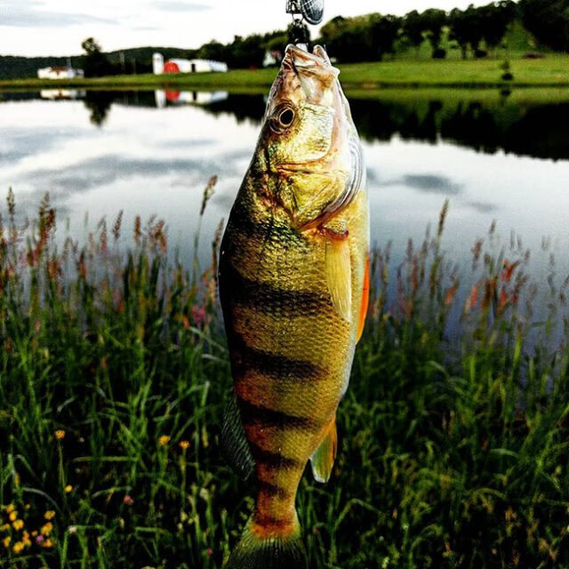 Perch Fishing Guide - Best Bait for Perch & More | BadAngling