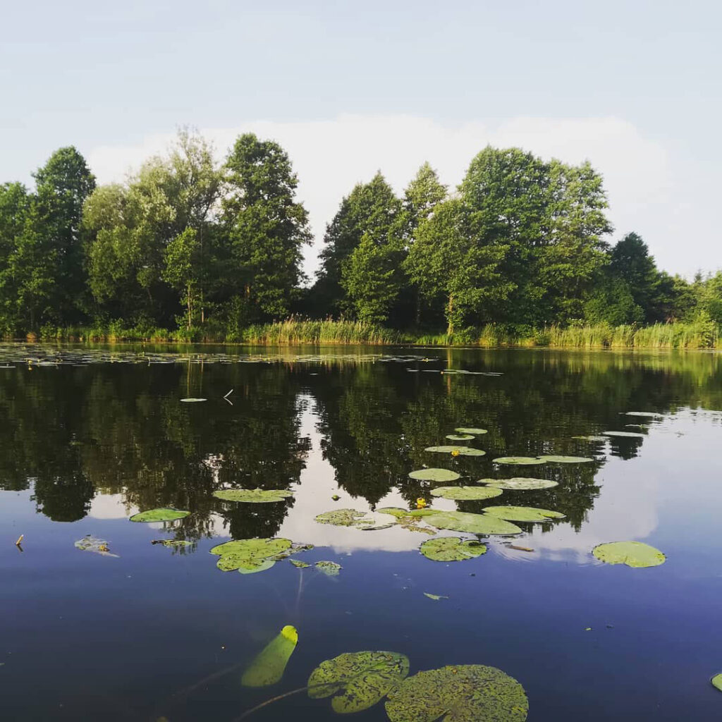 Perch Fishing Guide - Best Bait for Perch & More | BadAngling