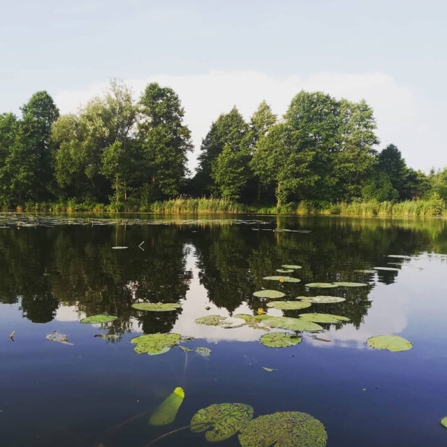 Perch Fishing Guide - Best Bait for Perch & More | BadAngling