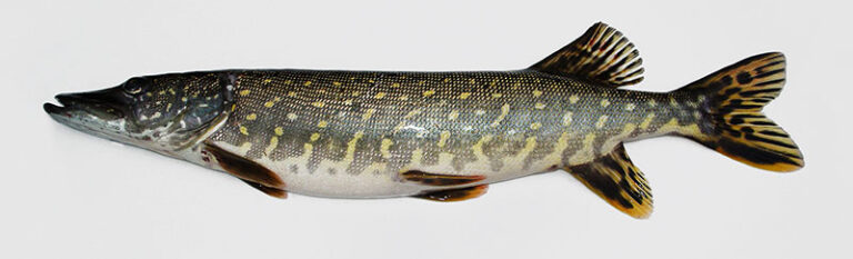 A Basic Guide to Catching Pike - Baits & Much More | BadAngling