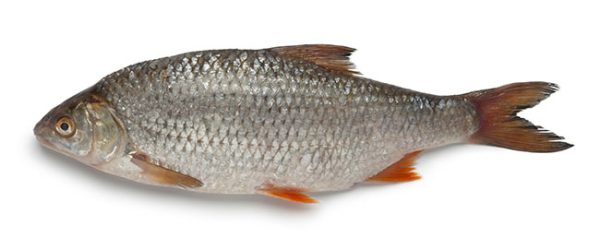 Roach Fishing Guide - How to Catch a Roach | BadAngling