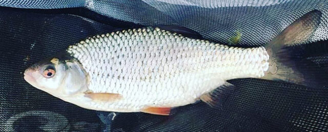 Roach Fishing Guide - How to Catch a Roach | BadAngling