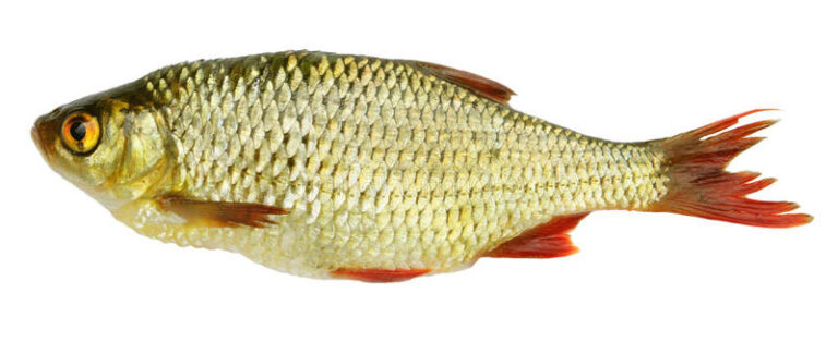 Rudd Fishing Guide - How to Catch a European Rudd | BadAngling