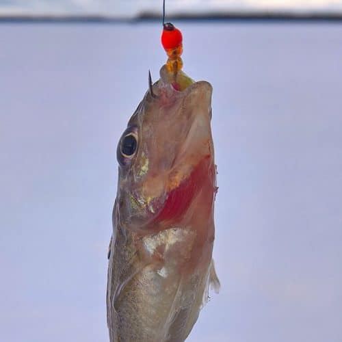 Ruffe Fish - Coarse Fishing Guide | BadAngling