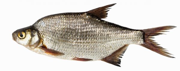 How to Catch Bream - Fishing Guide | BadAngling