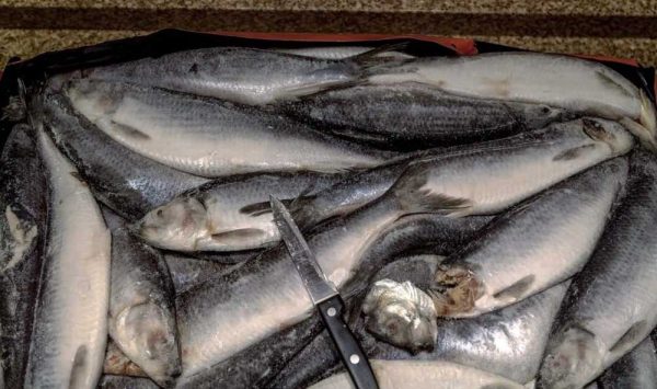 Top 10 Best Baits for Pike Fishing: Frozen Pike Baits & More | BadAngling