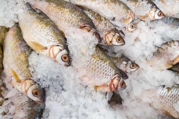 Top 10 Best Baits for Pike Fishing: Frozen Pike Baits & More | BadAngling