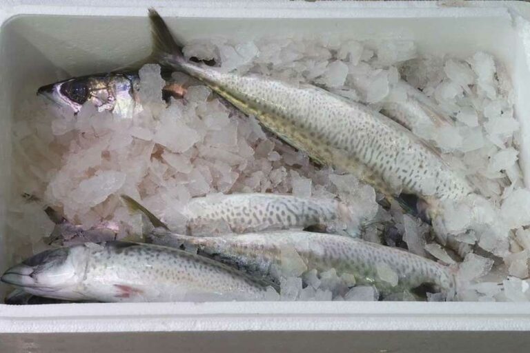 Top 10 Best Baits for Pike Fishing: Frozen Pike Baits & More | BadAngling