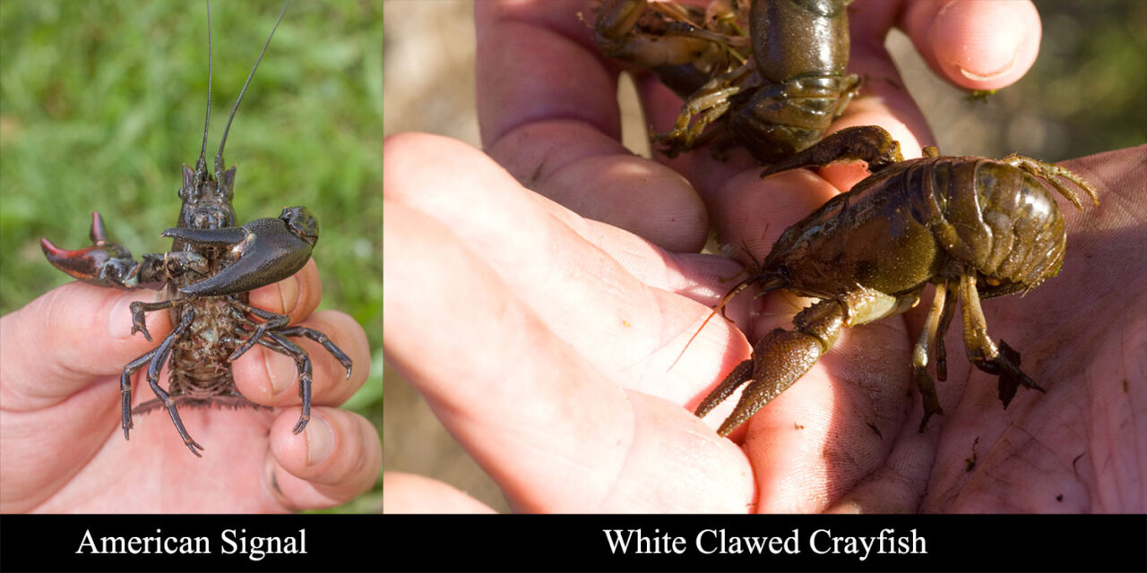 Battle of the Carp Lakes: How to Avoid Crayfish
