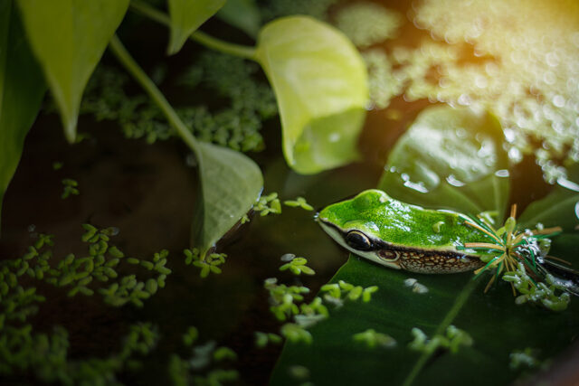 Frog Fishing for Bass: Everything You Need to Know