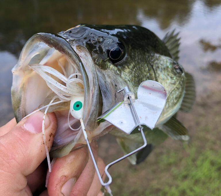 Largemouth Bass - Fish Species Guide | BadAngling
