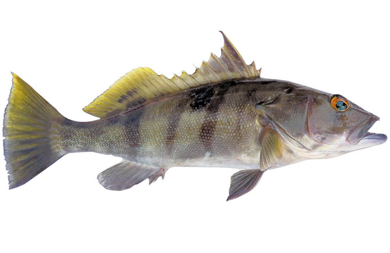 American Bass Fish Species Guide - Types of Bass Fish