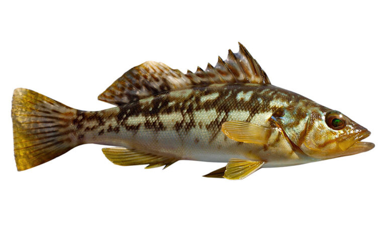 American Bass Fish Species Guide - Types of Bass Fish