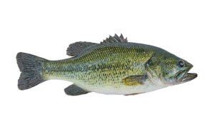 American Bass Fish Species Guide - Types of Bass Fish