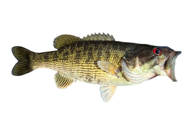 American Bass Fish Species Guide - Types of Bass Fish