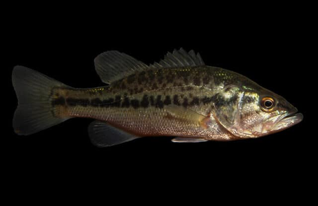 American Bass Fish Species Guide - Types of Bass Fish
