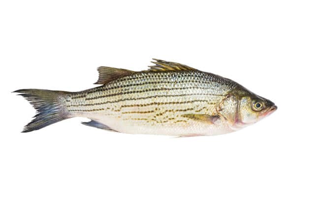 American Bass Fish Species Guide - Types of Bass Fish